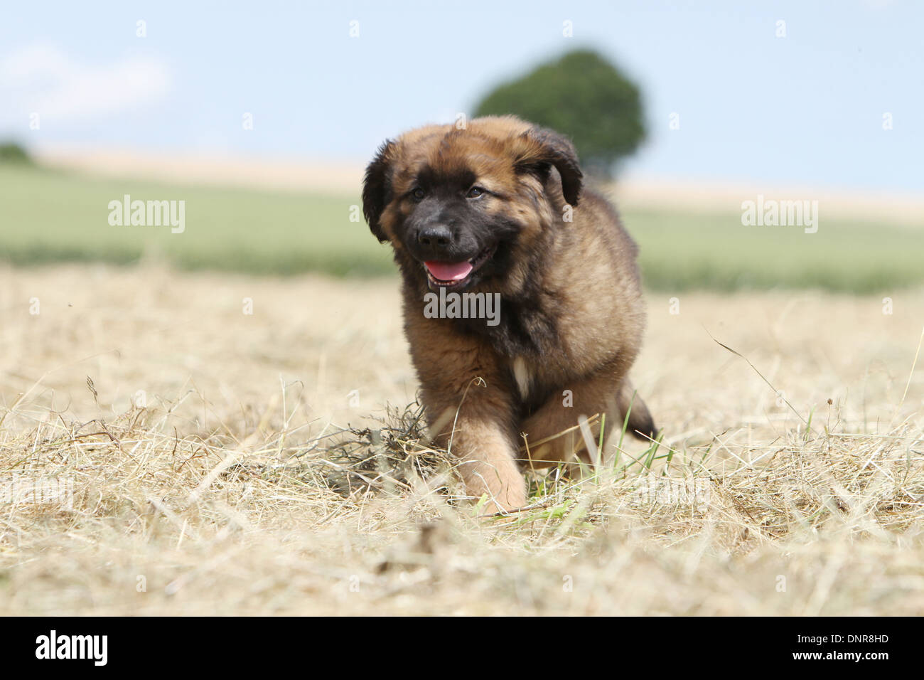 Dog Leonberger / puppy running in a field Stock Photo - Alamy