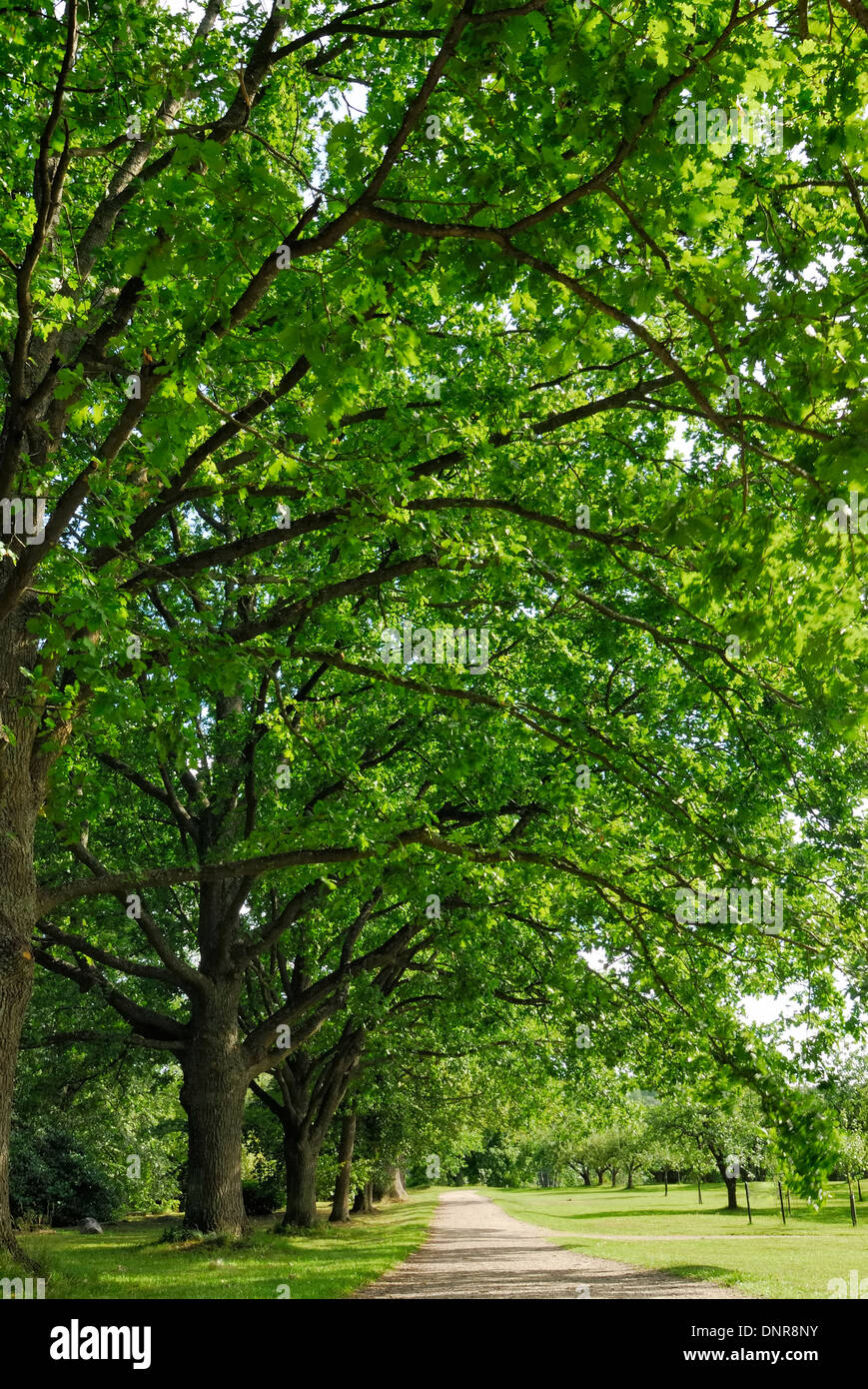 Straight alley hi-res stock photography and images - Alamy