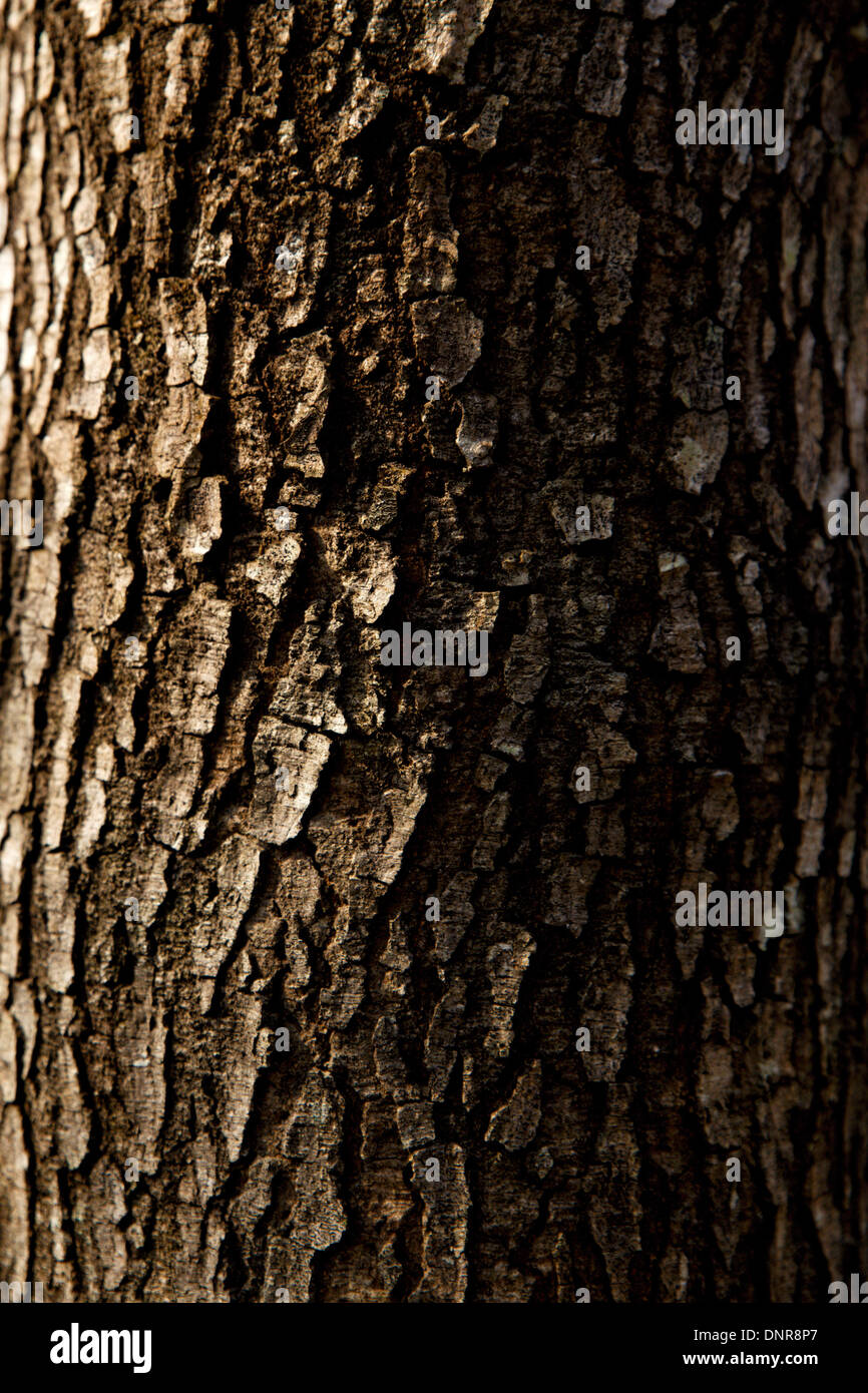 tree trunk closeup background wallpaper Stock Photo - Alamy