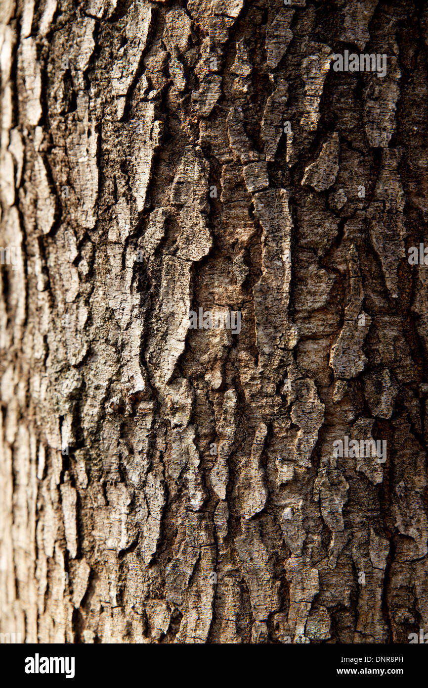 tree trunk closeup background wallpaper Stock Photo - Alamy