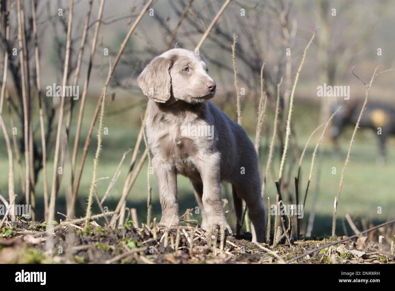 Weimaraner Golden Retriever Mix