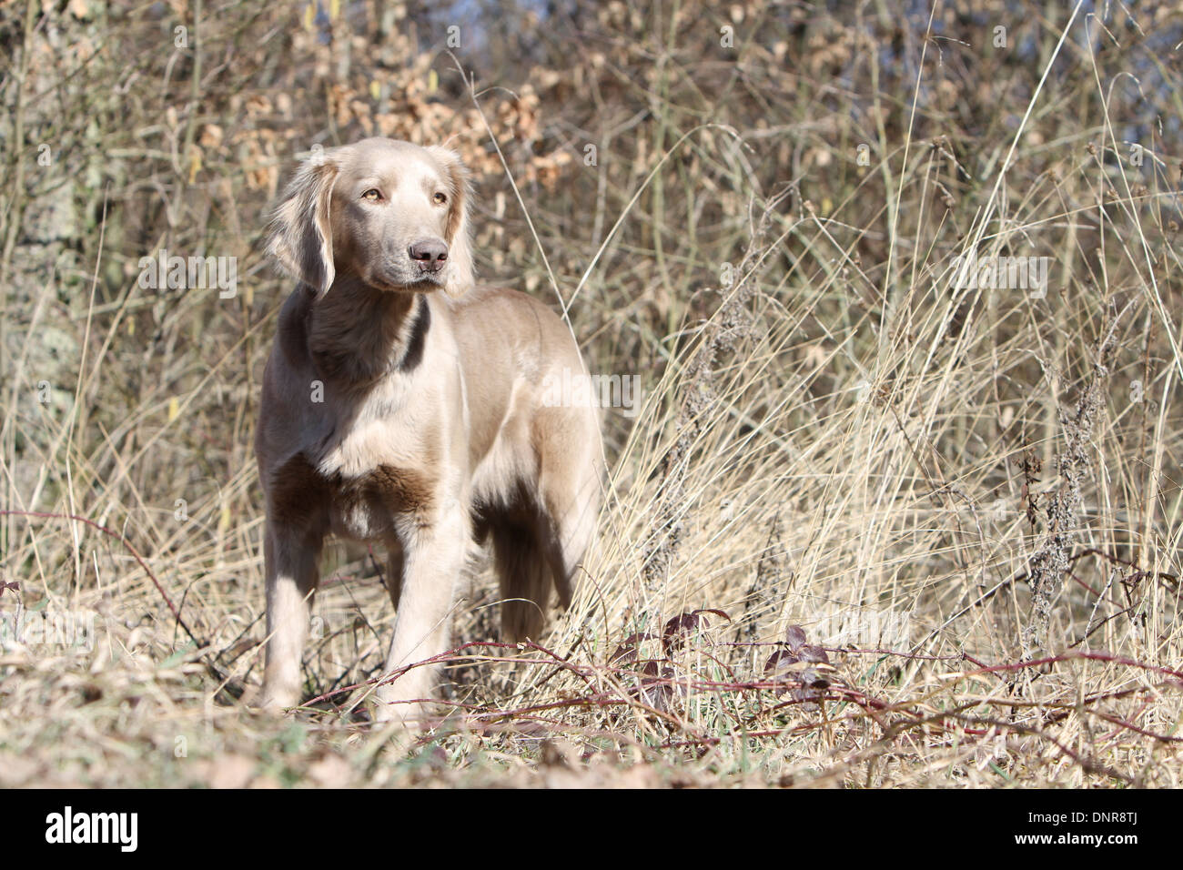 Weimaraners gundog hi-res stock photography and images - Alamy