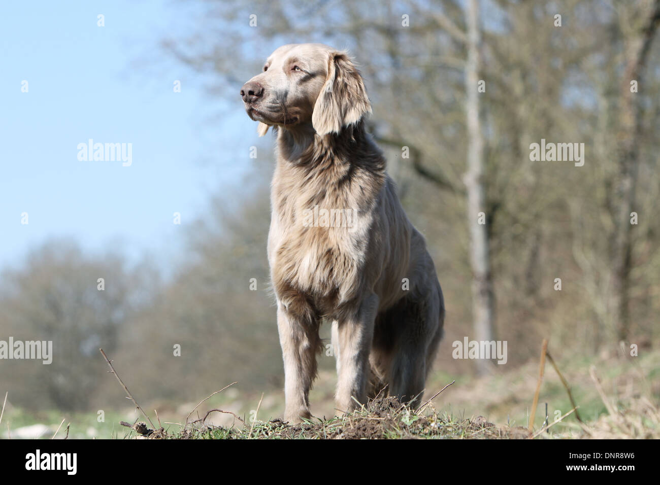 Weimaraners gundog hi-res stock photography and images - Alamy
