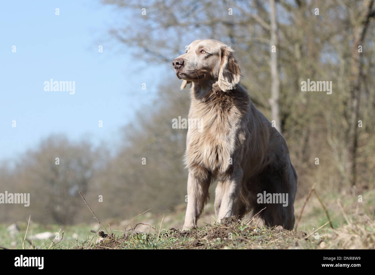 Weimaraners gundog hi-res stock photography and images - Alamy