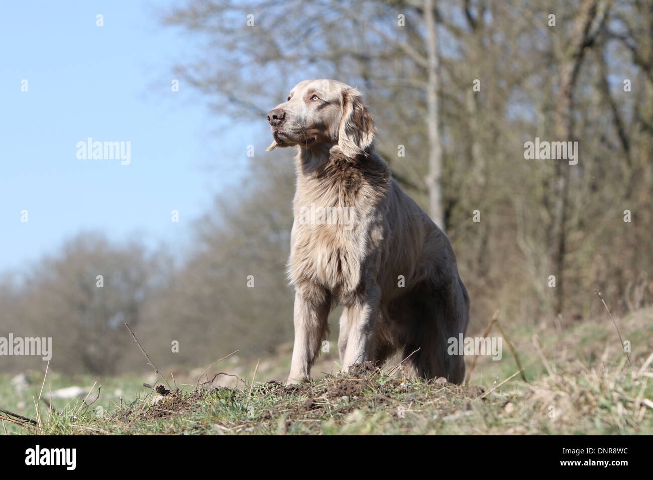 Weimaraners gundog hi-res stock photography and images - Alamy