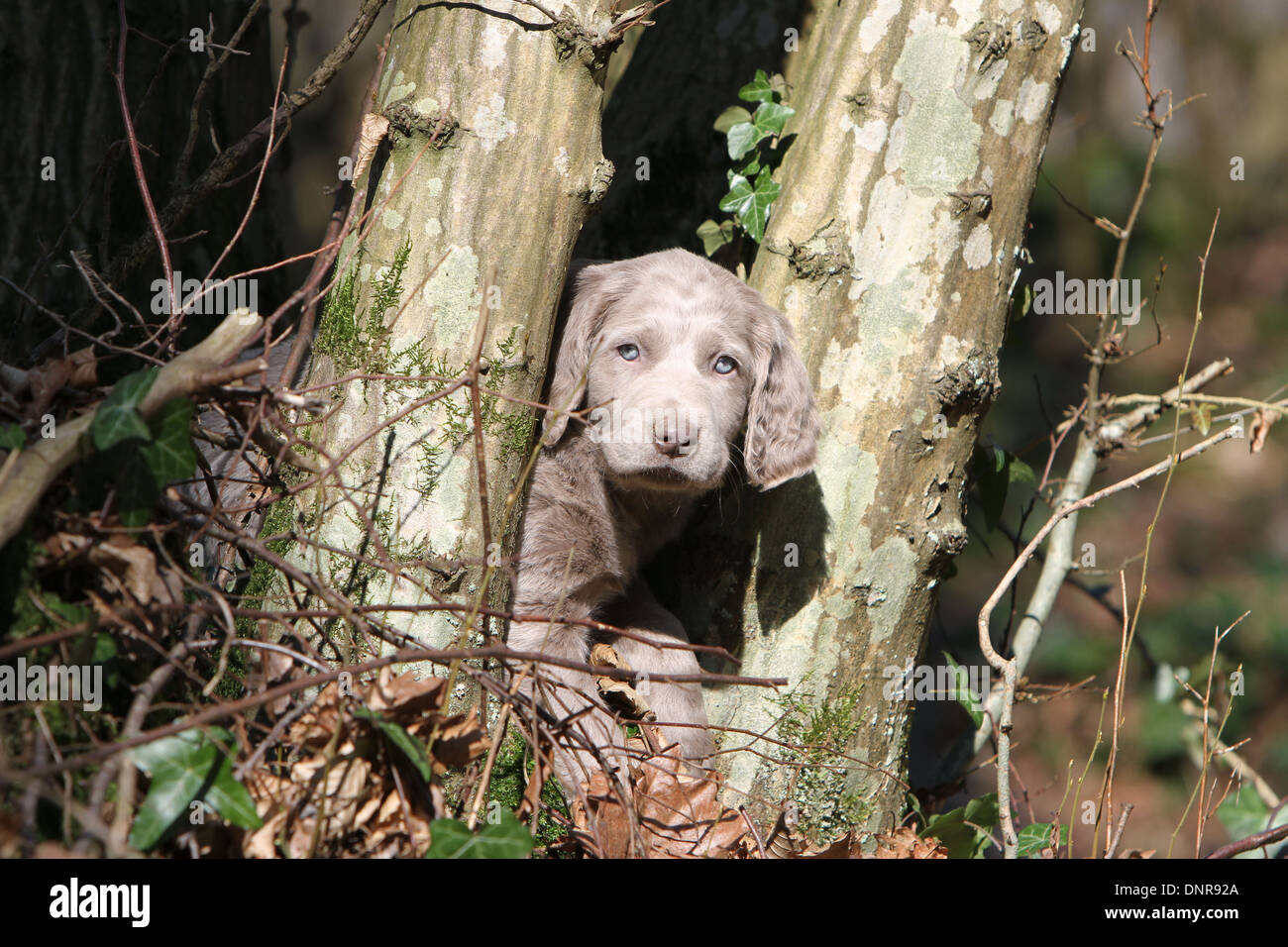 dog Weimaraner longhair / puppy standing between two trees Stock Photo ...