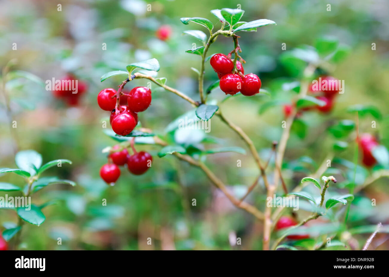 Lingonberry fruit hi-res stock photography and images - Alamy