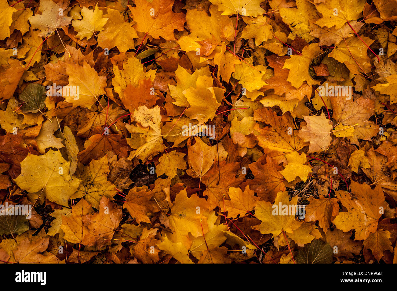 Great maple floor hi-res stock photography and images - Alamy