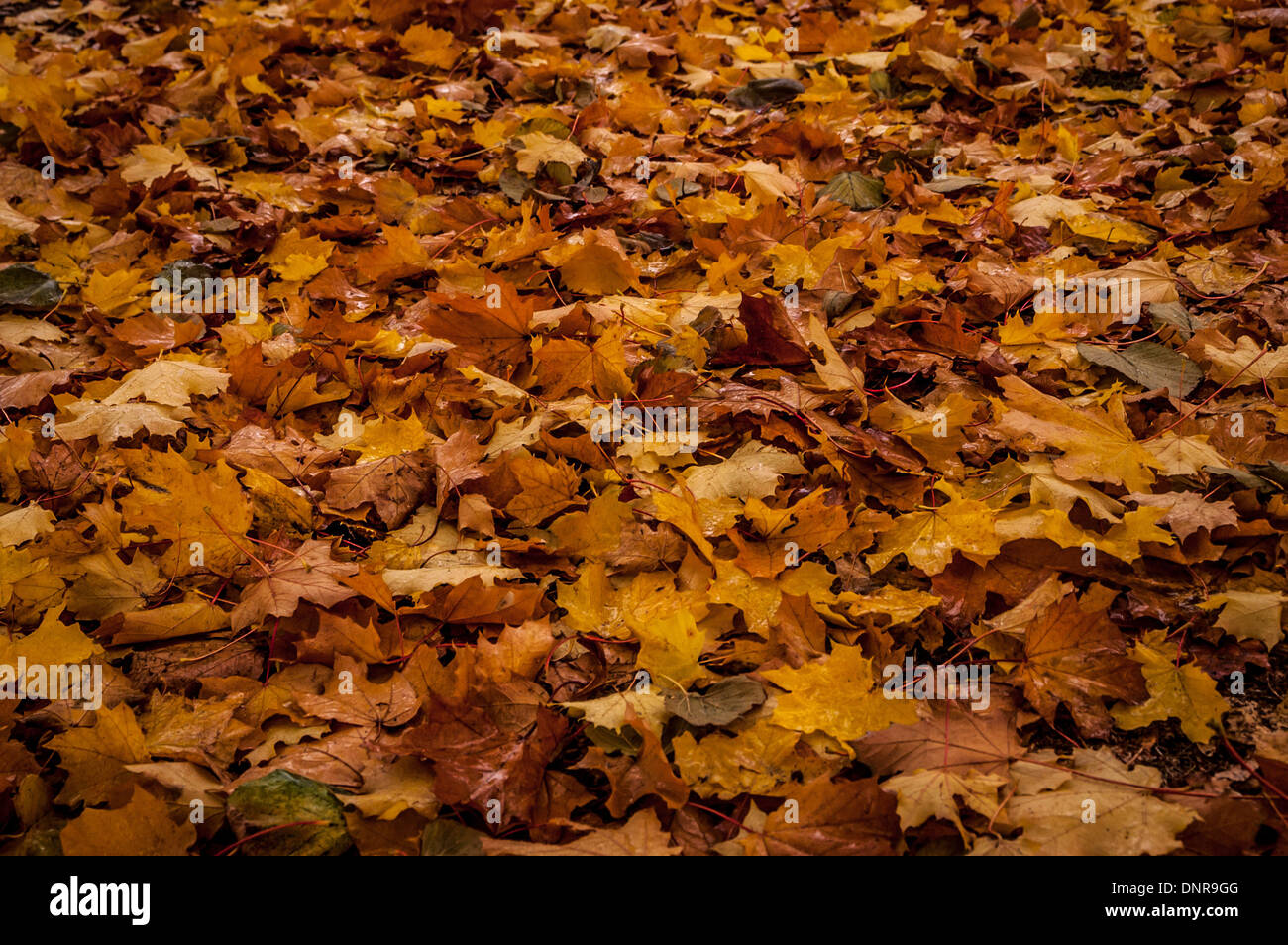Autumn Leaves on ground underneath a Maple Tree. UK Stock Photo - Alamy