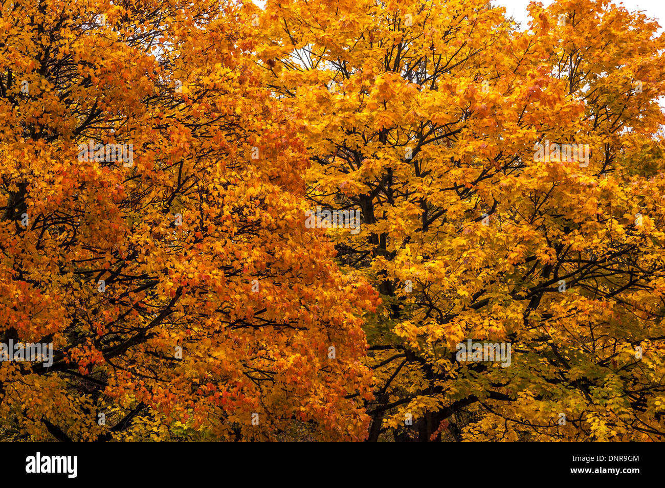 Autumn Leaves on trees Stock Photo - Alamy