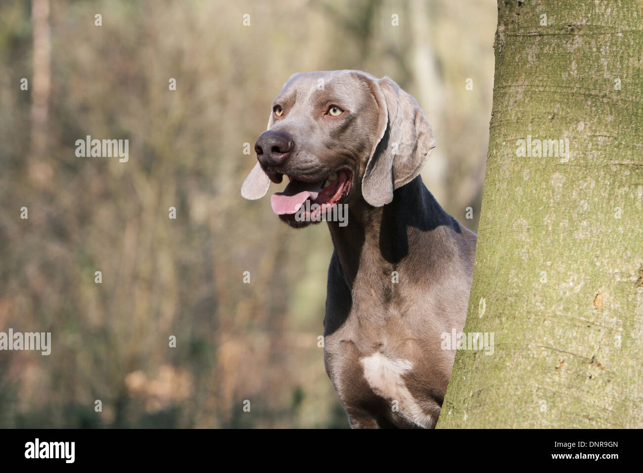 dog Weimaraner shorthair / adult standing behind a tree Stock Photo - Alamy