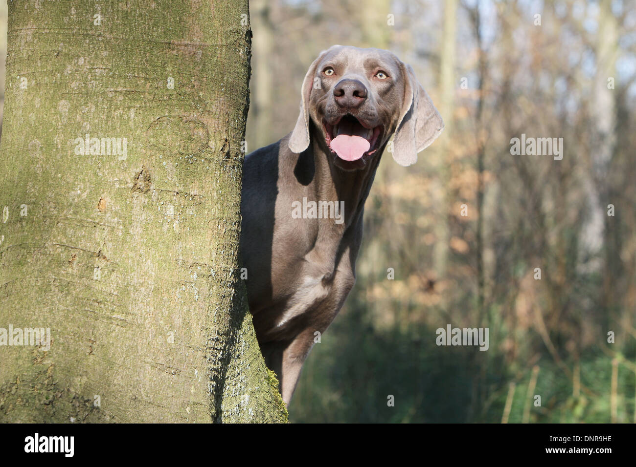 Tree behind dog hi-res stock photography and images - Alamy