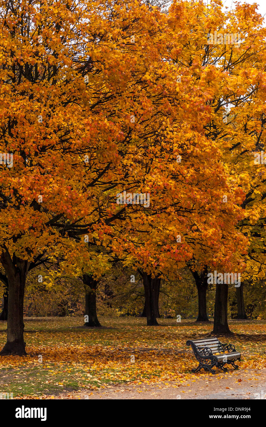 Autumn trees, Kensington Gardens, London Stock Photo - Alamy