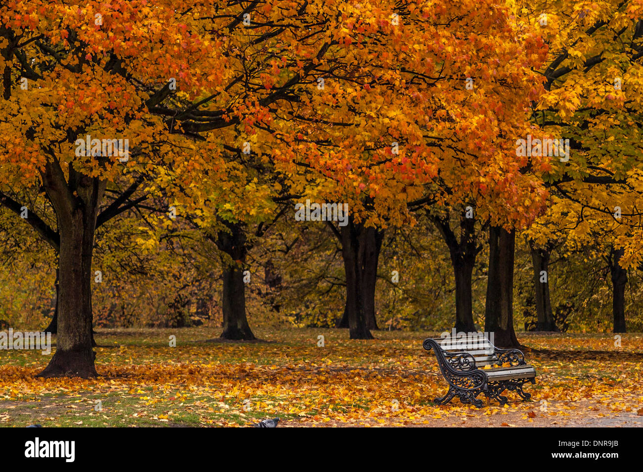 Autumn trees kensington gardens london hi-res stock photography and ...