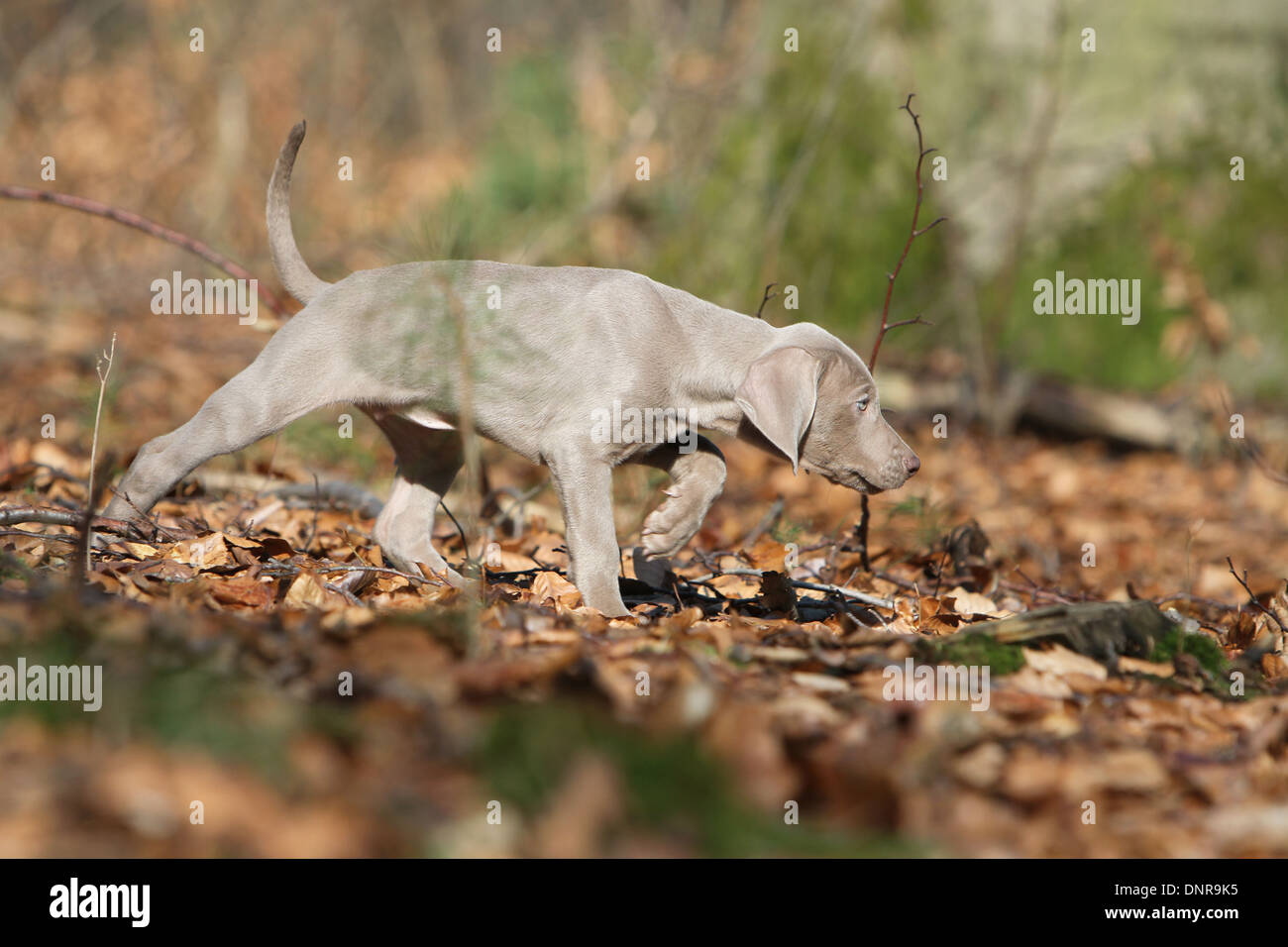 dog Weimaraner shorthair / puppy pointing in a forest Stock Photo - Alamy