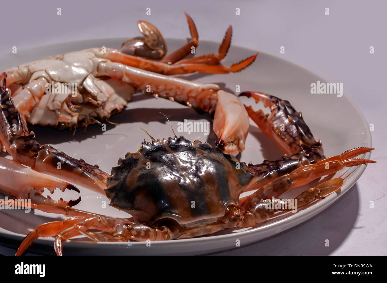 Seafood shellfish shell fish crab hi-res stock photography and images ...