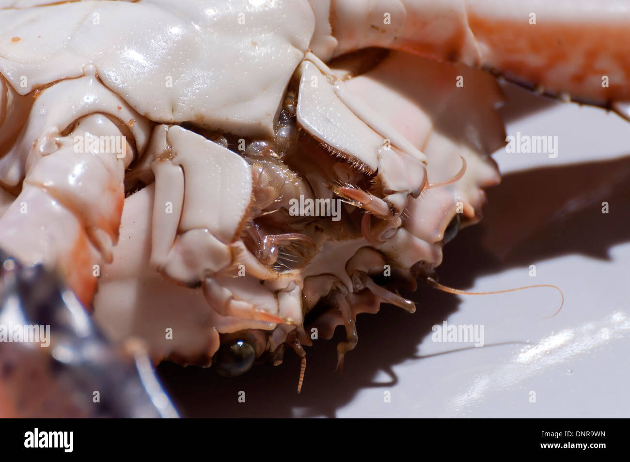 Crab head hi-res stock photography and images - Alamy