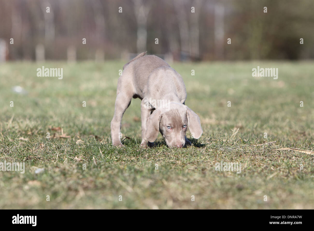 Dog smelling tracks hi-res stock photography and images - Alamy