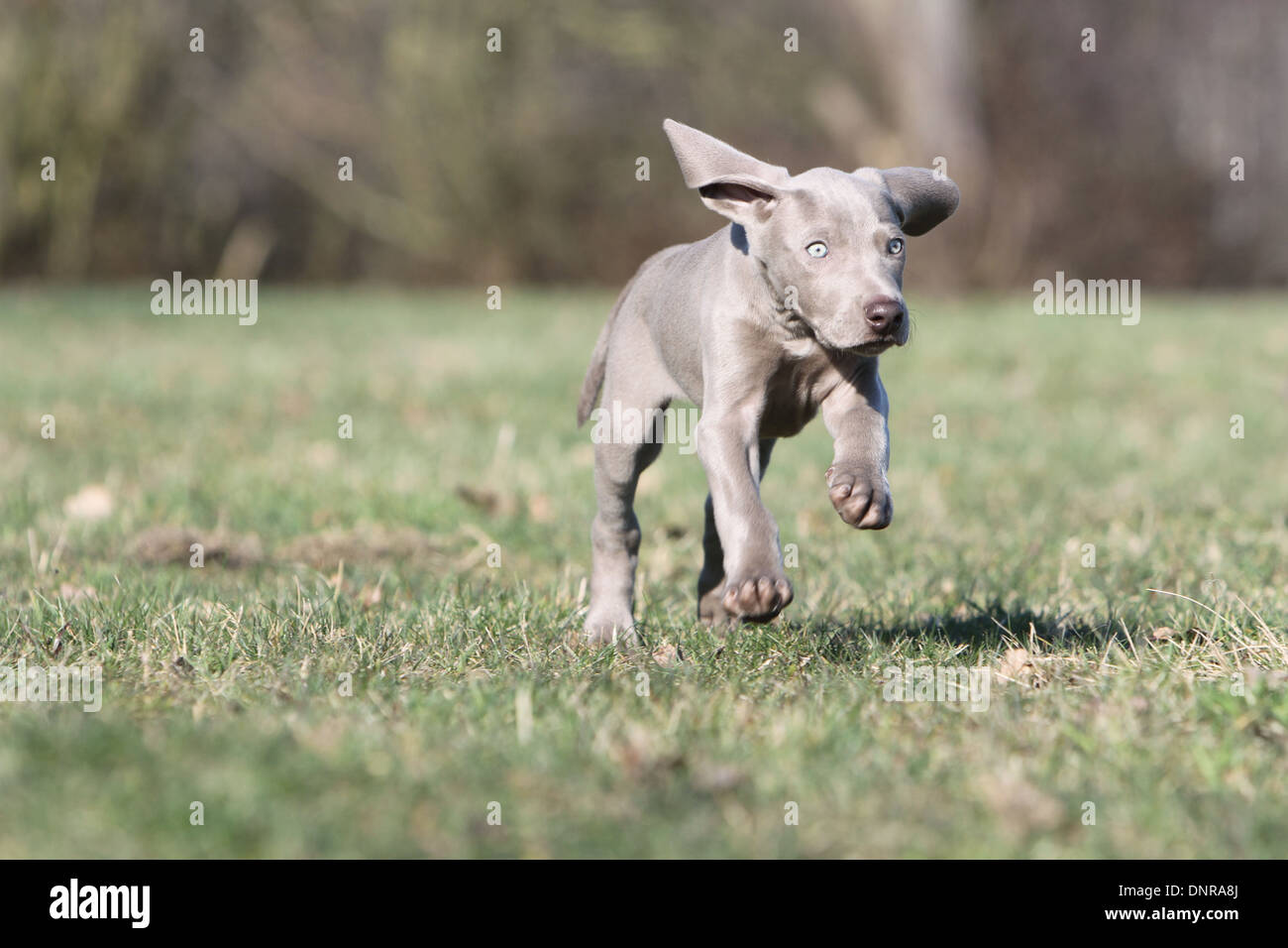 dog Weimaraner shorthair / puppy running in a meadow Stock Photo - Alamy