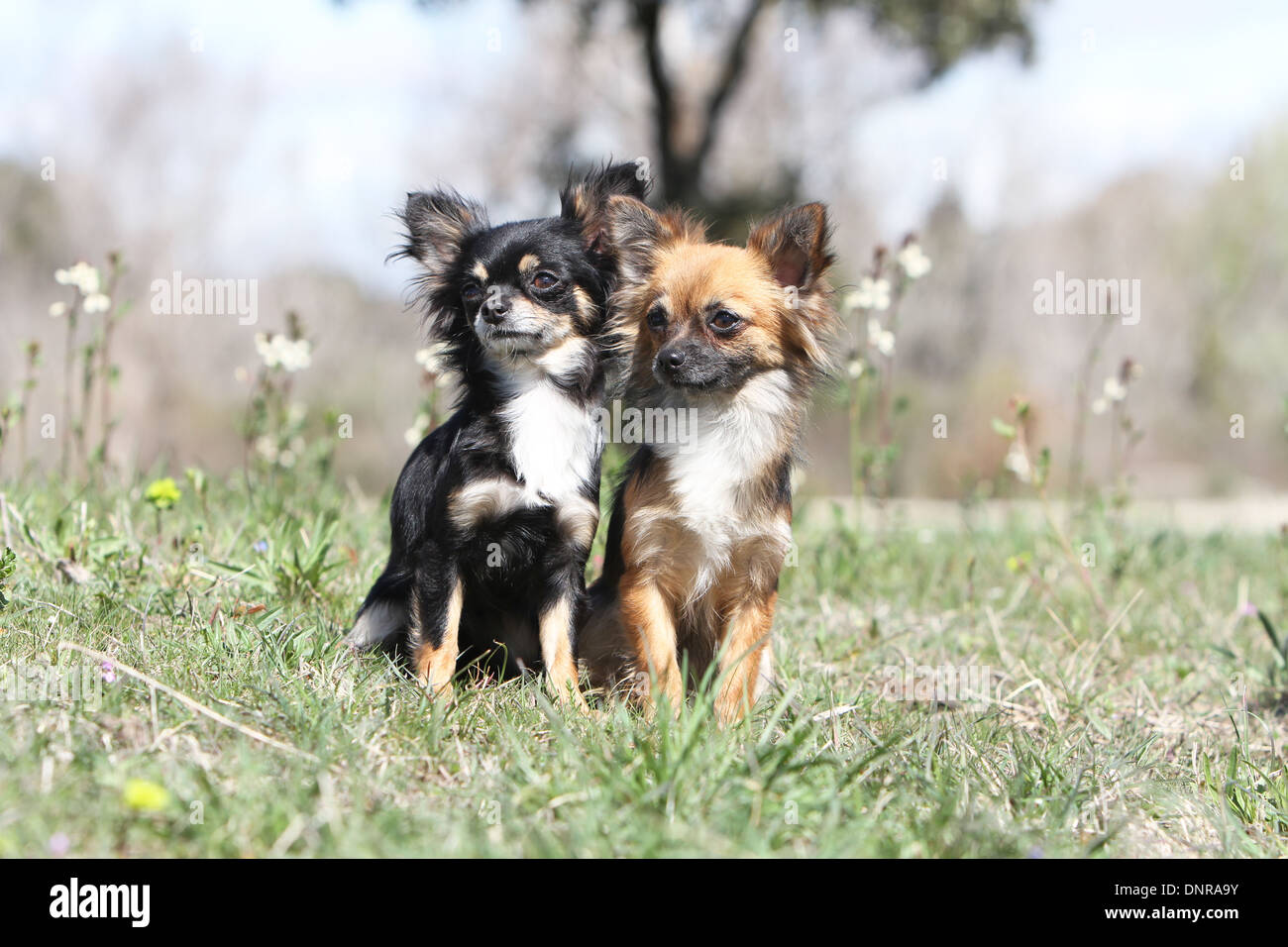 Two dogs chihuahua puppies hi-res stock photography and images - Alamy