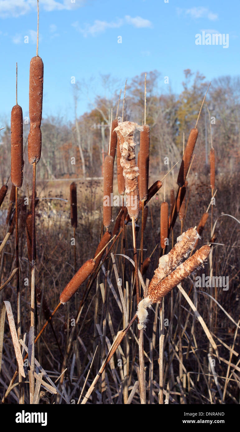 Cattails and reeds hi-res stock photography and images - Alamy