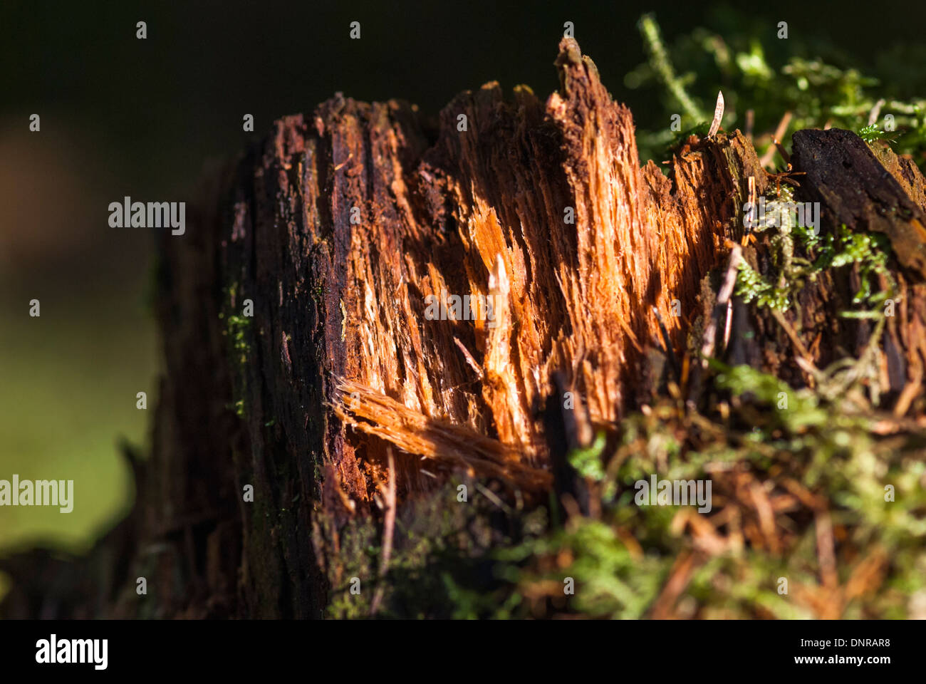 Light on a rotten tree stump with moss Stock Photo - Alamy