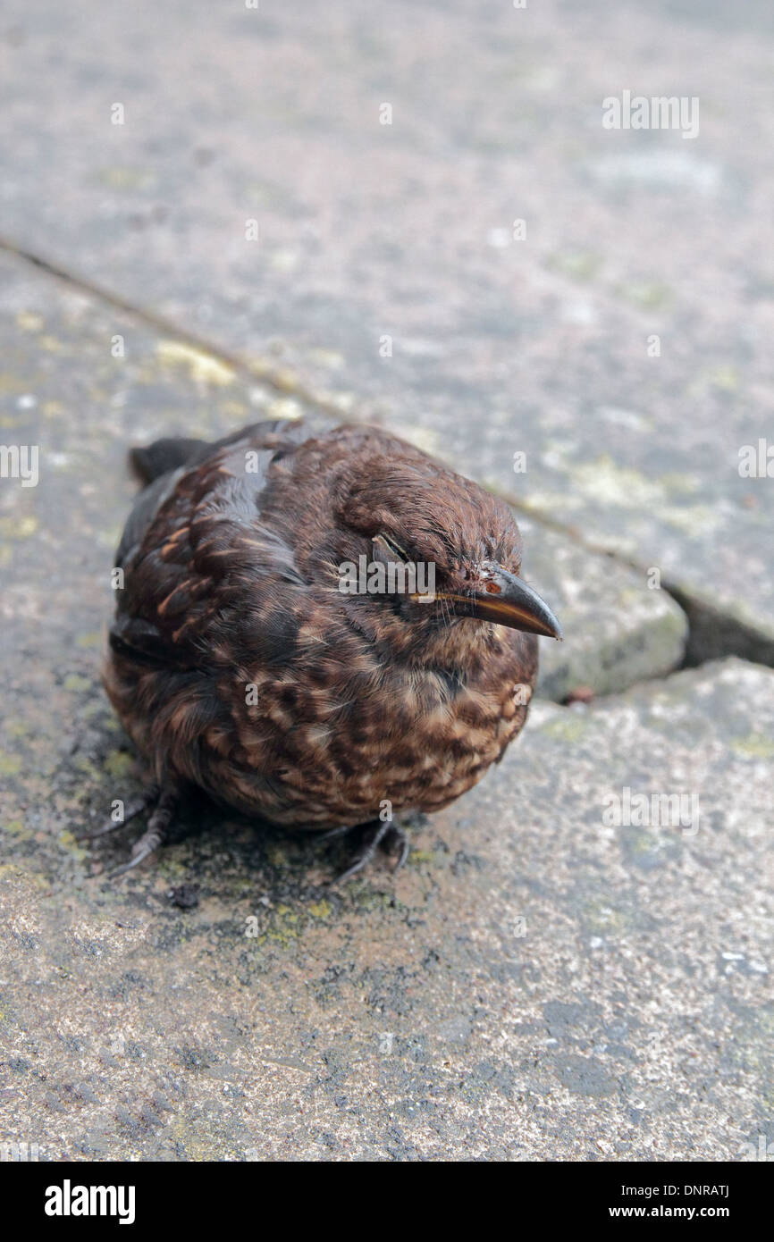 Dazed or Stunned Juvenile Blackbird ( Turdus merula ) Crouched on ...