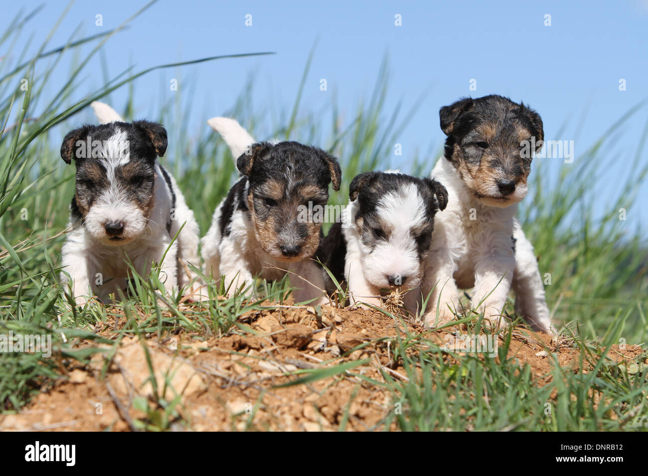 Dog Wire Fox Terrier / four puppies standing in a meadow Stock Photo ...