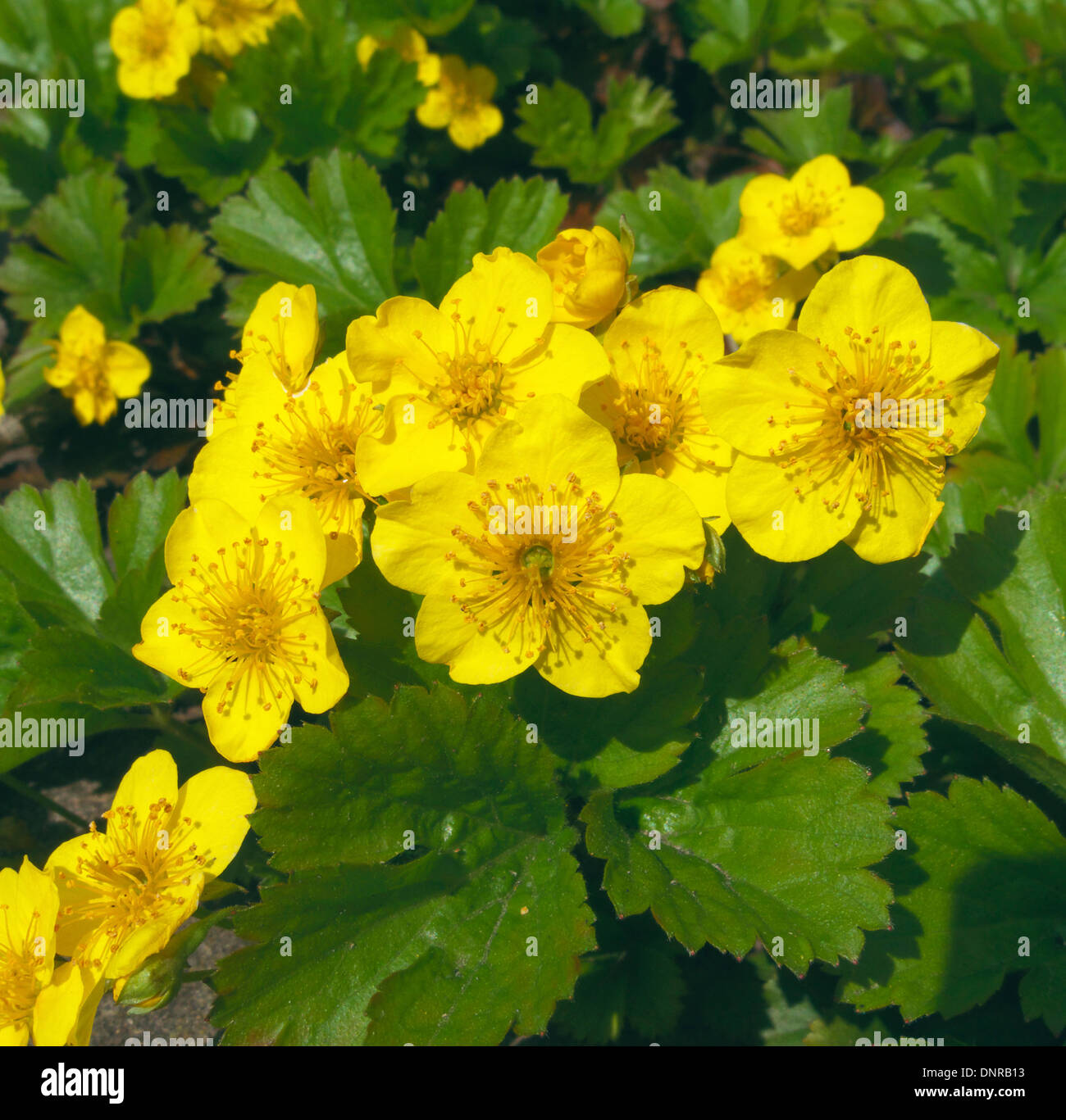 Waldsteinia ternata hi-res stock photography and images - Alamy