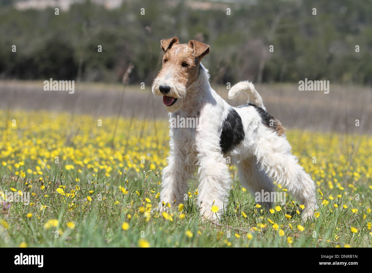 Fox terrier dog hi-res stock photography and images - Alamy