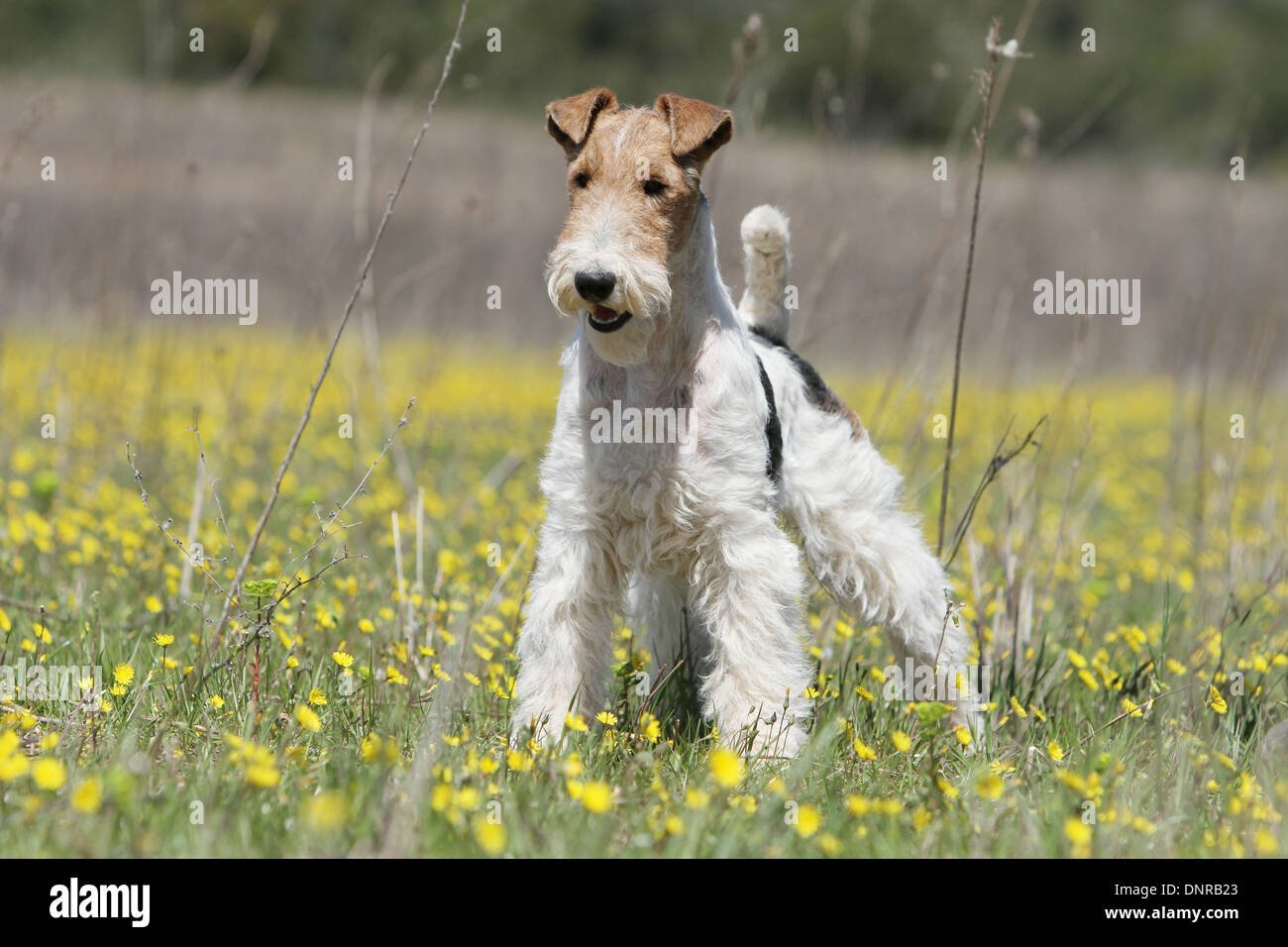 Wire fox terrier hi-res stock photography and images - Alamy