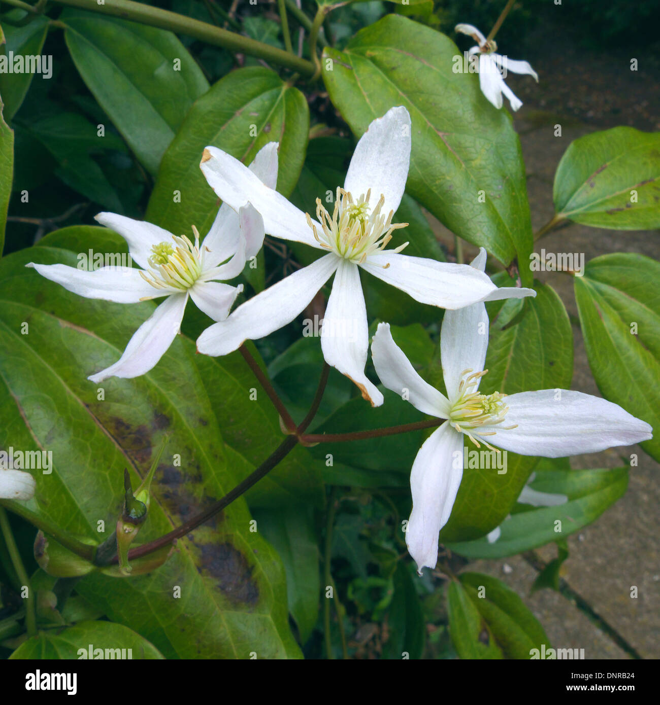 Clematis Armandii High Resolution Stock Photography and Images - Alamy