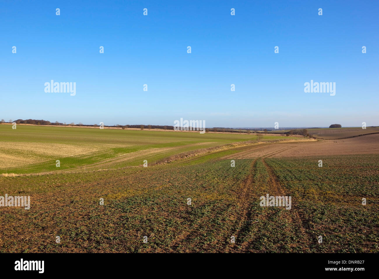 Yorkshire wolds agriculture in open countryside with a section of the ...