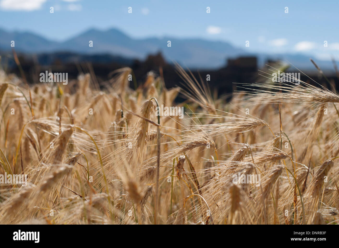 Piyang hi-res stock photography and images - Alamy