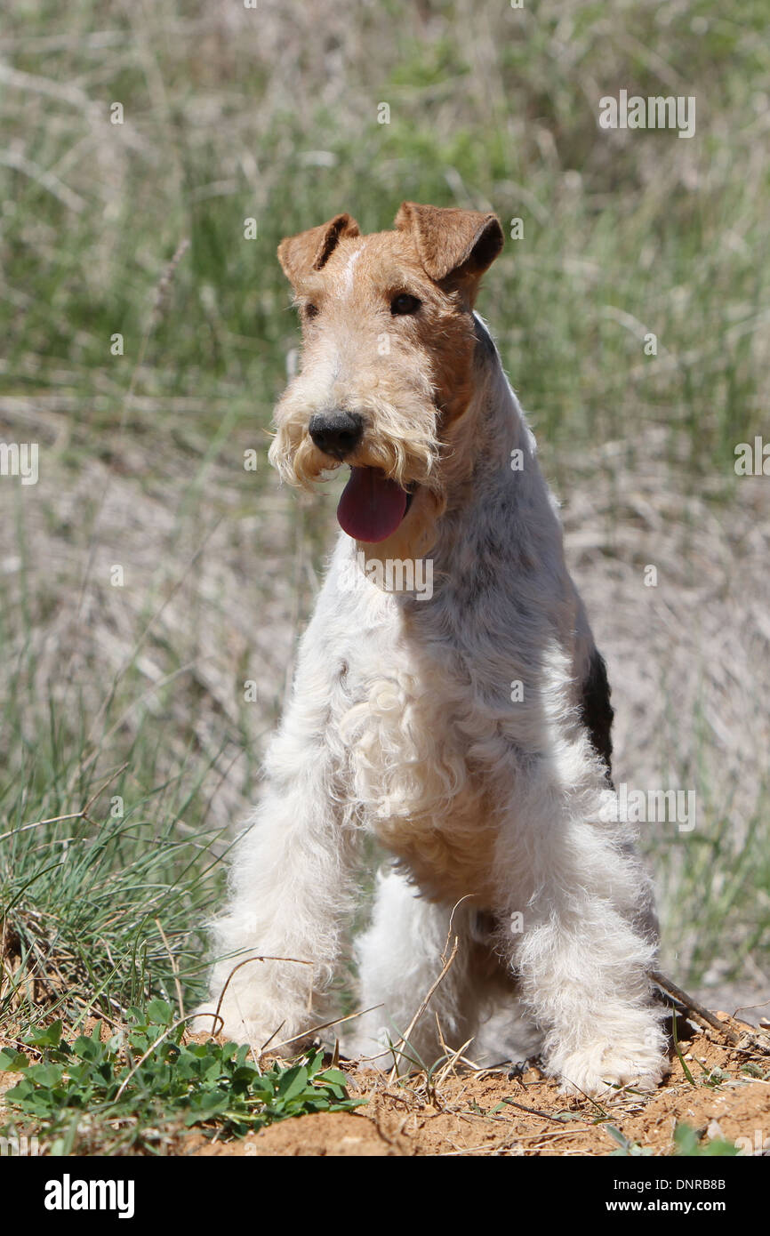 Dog Wire Fox Terrier / adult standing in a meadow Stock Photo - Alamy