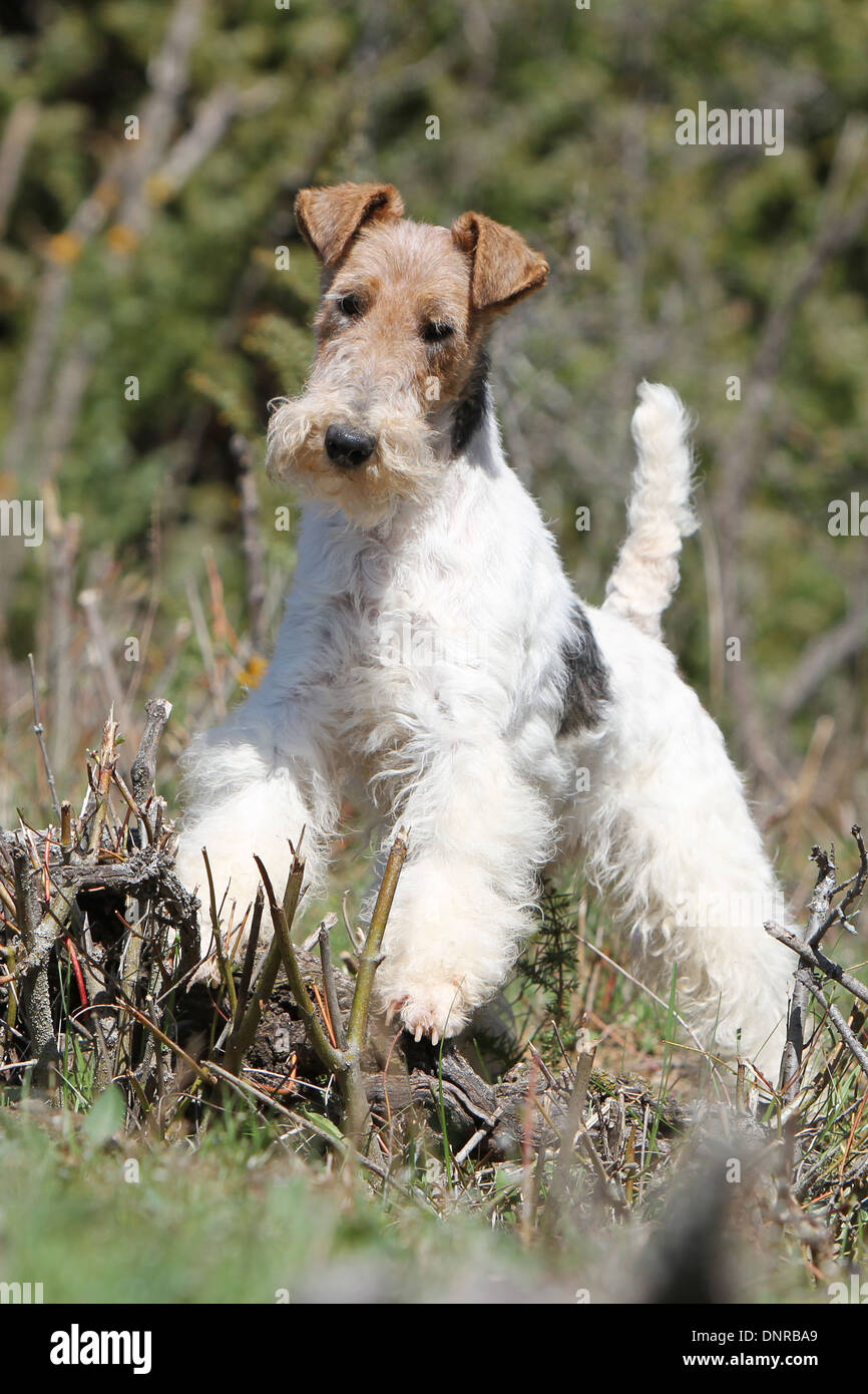 Dog Wire Fox Terrier / adult standing on a wood Stock Photo - Alamy