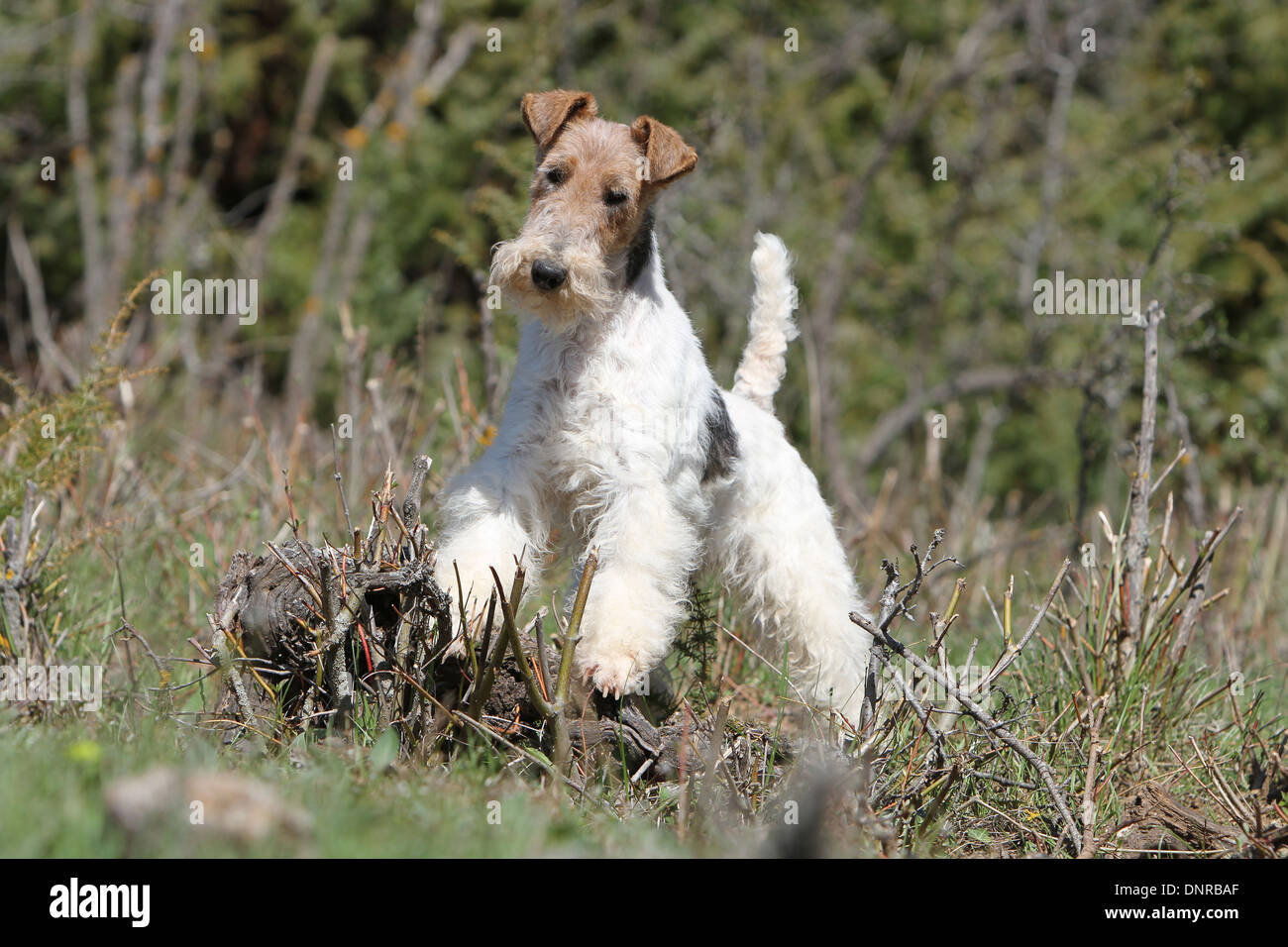 Dog Wire Fox Terrier / adult standing on a log Stock Photo - Alamy