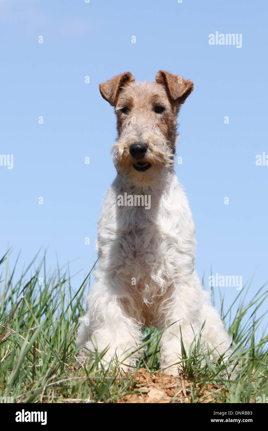 Dog Wire Fox Terrier / adult standing in a meadow Stock Photo - Alamy