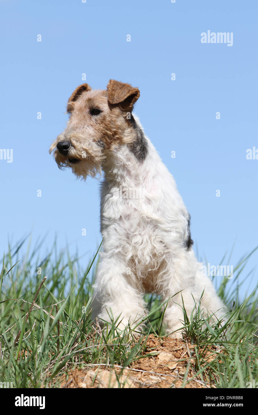 Fox terrier hi-res stock photography and images - Alamy