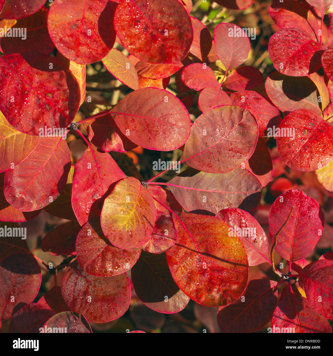 Cotinus coggygria 'Royal Purple' otherwise Known as the Smoke Bush or ...