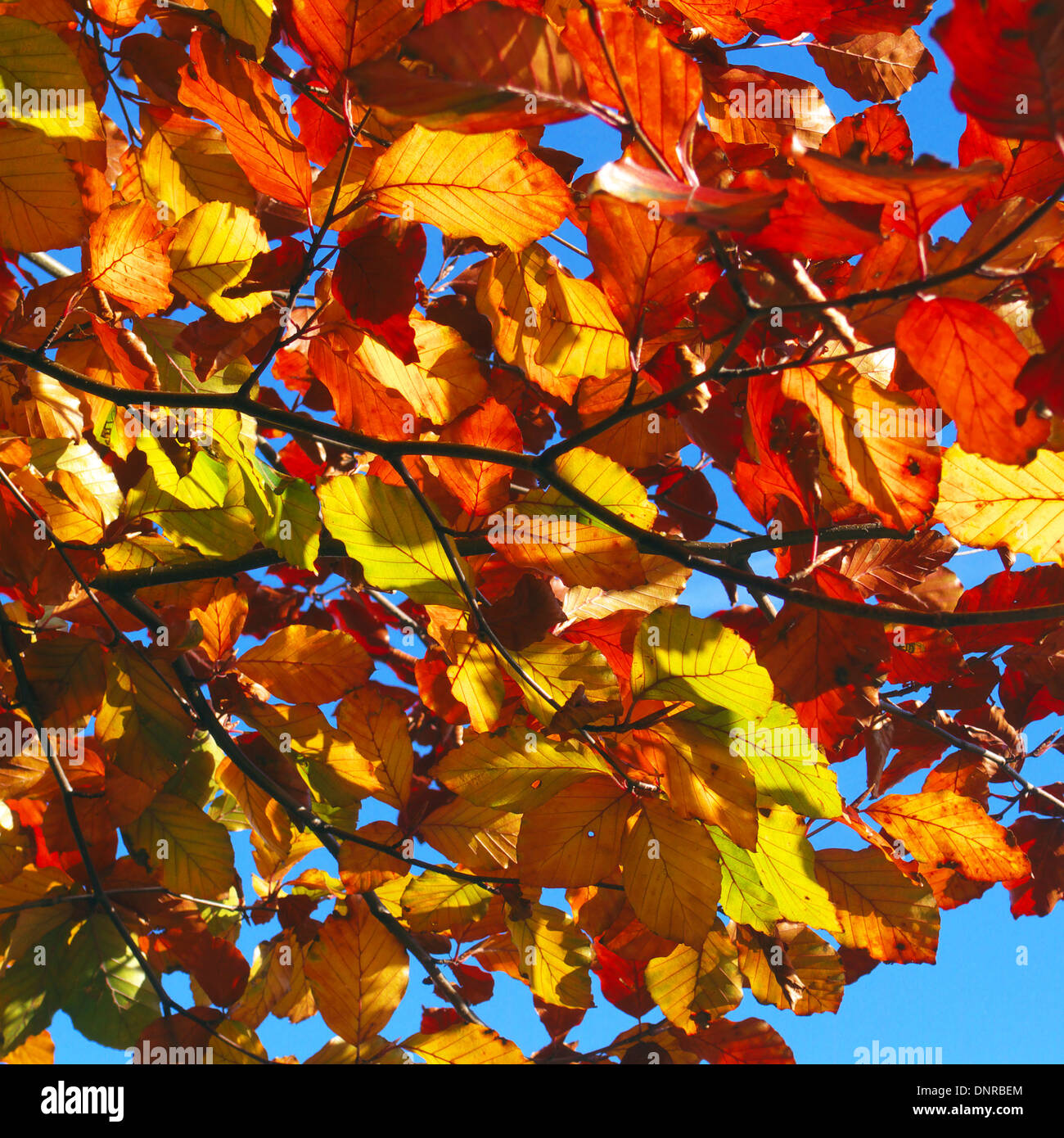 Beech tree leaf hi-res stock photography and images - Alamy