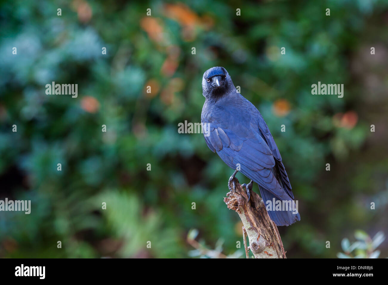 The raven isthe largestandcorvid,the lyrebirdsafterthegreatest of ...