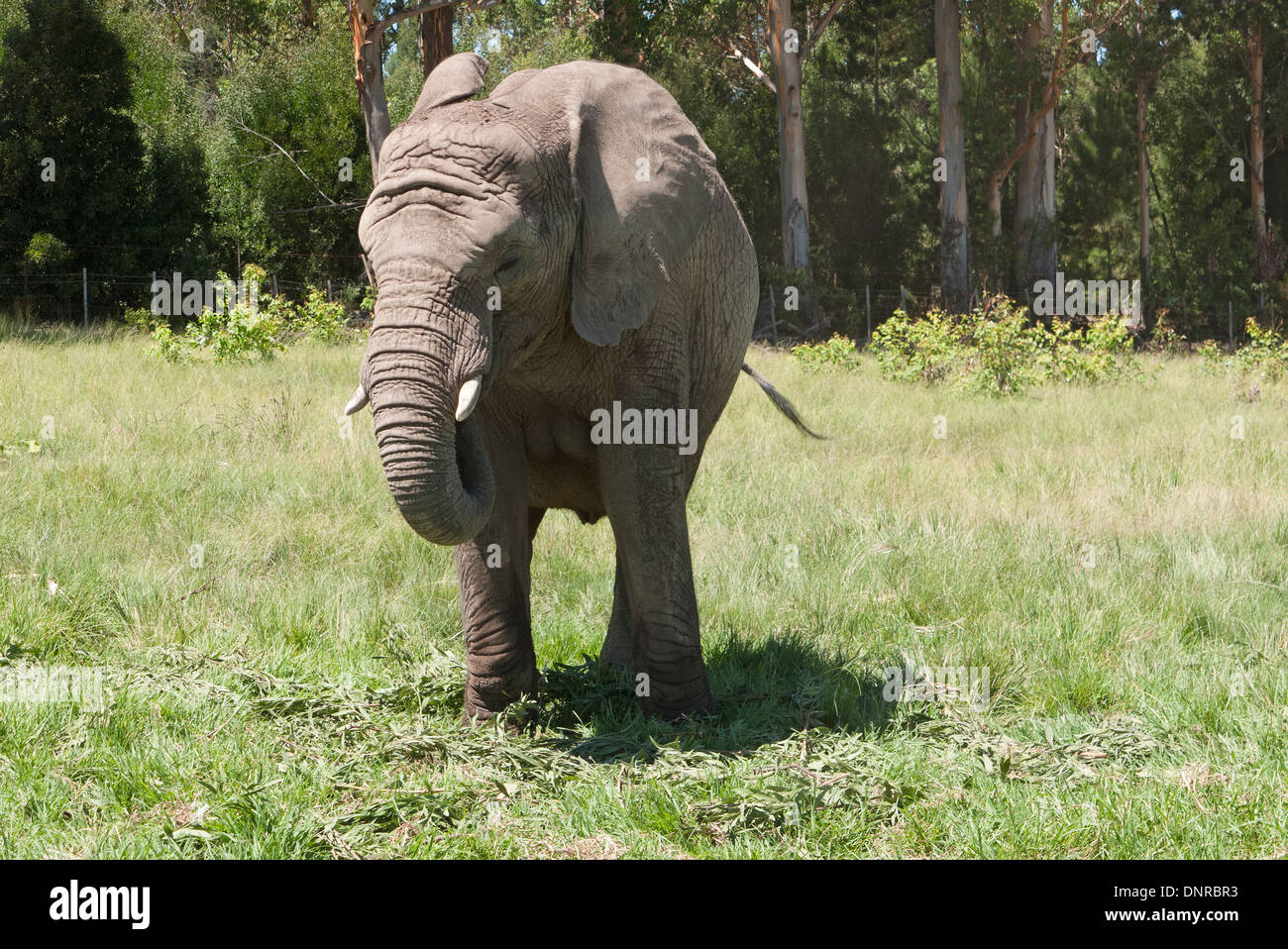 Young African elephant, feeding on grasslands near Kynsna Western Cape ...