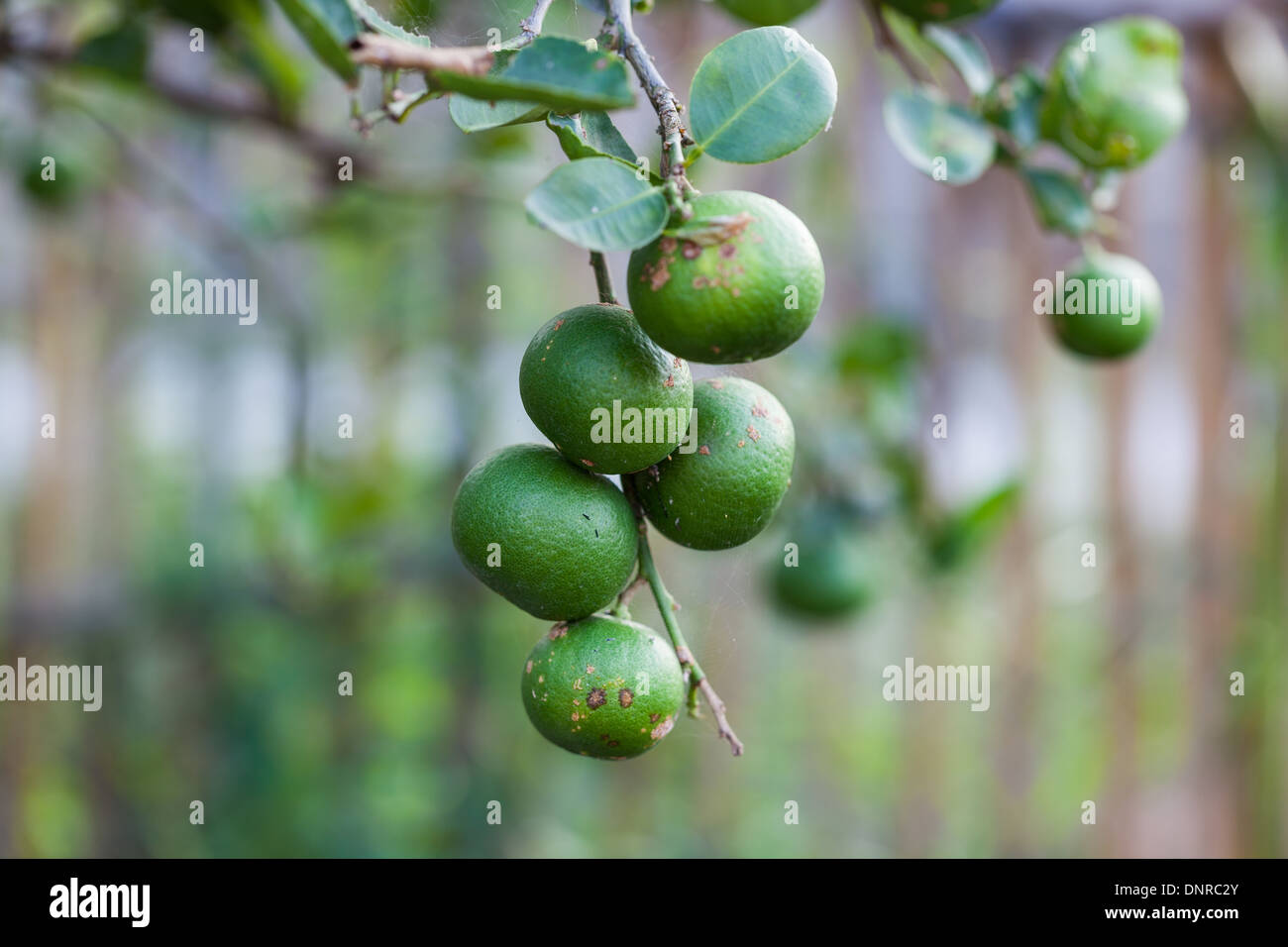 lemon green color in the parts Stock Photo - Alamy