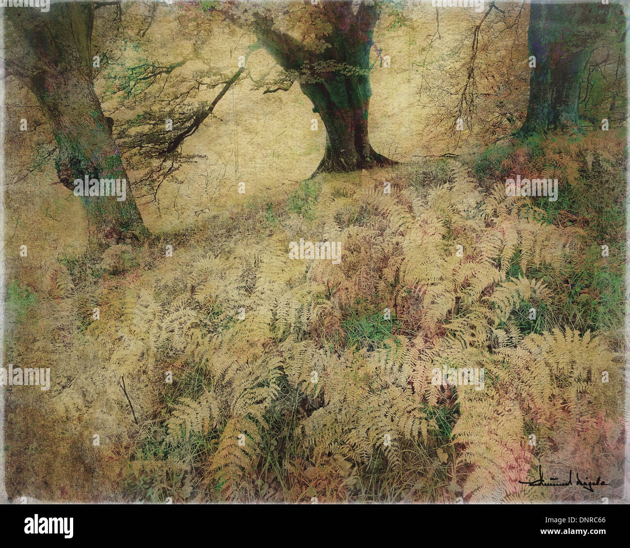 GB - SCOTLAND: Atumn Trees & Ferns in Tayside (Digital Art Stock Photo ...