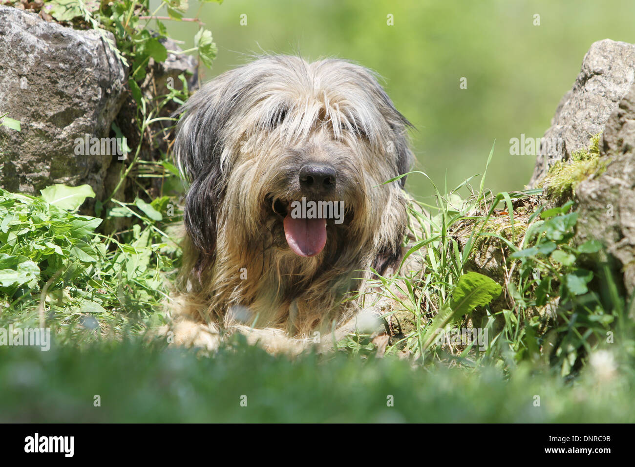 dog Catalan Sheepdog / Gos d'atura català adult ( fawn ) lying in a ...