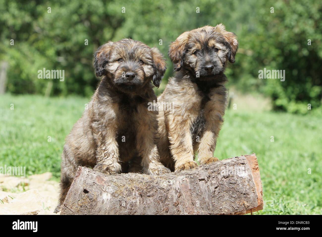 dog Catalan Sheepdog / Gos d'atura català two puppies ( fawn ) standing ...