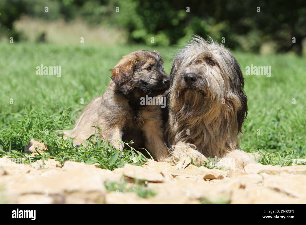 dog Catalan Sheepdog / Gos d'atura català adult and puppy ( fawn) in a ...