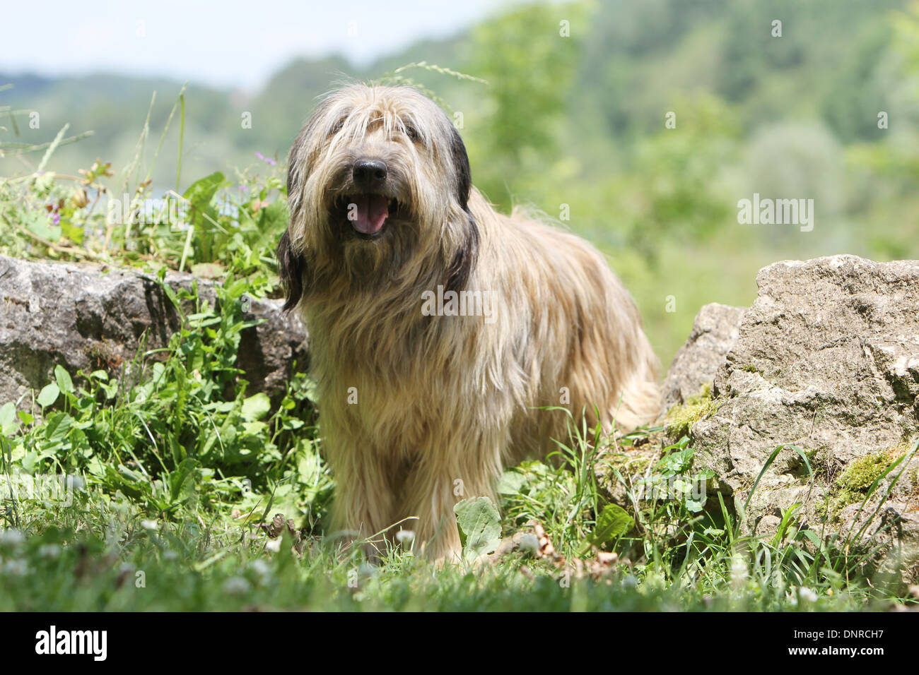 dog Catalan Sheepdog / Gos d'atura català adult ( fawn ) standing in a ...