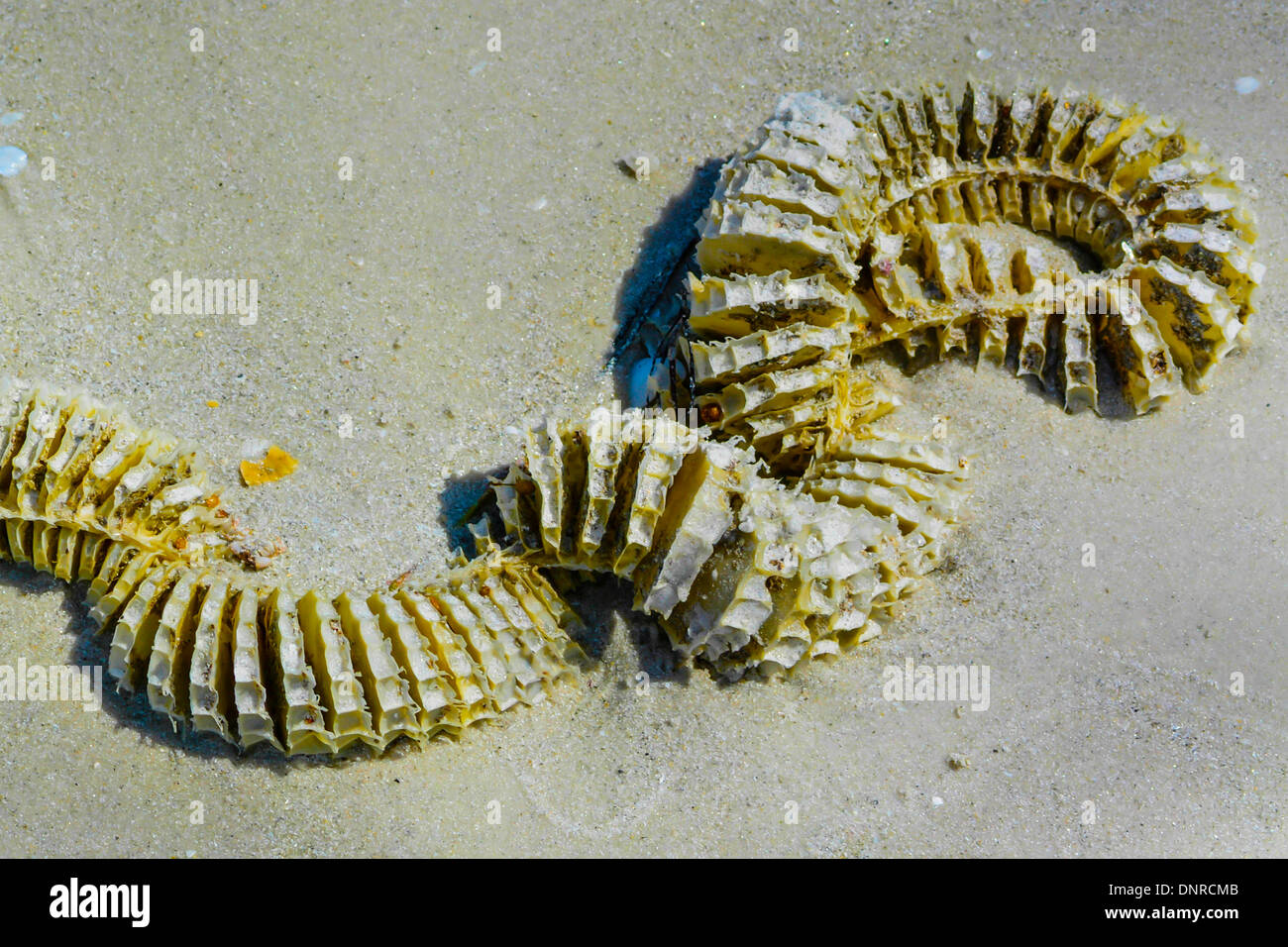 Whelk egg casing or marine gastropod shell on the beach Stock Photo ...